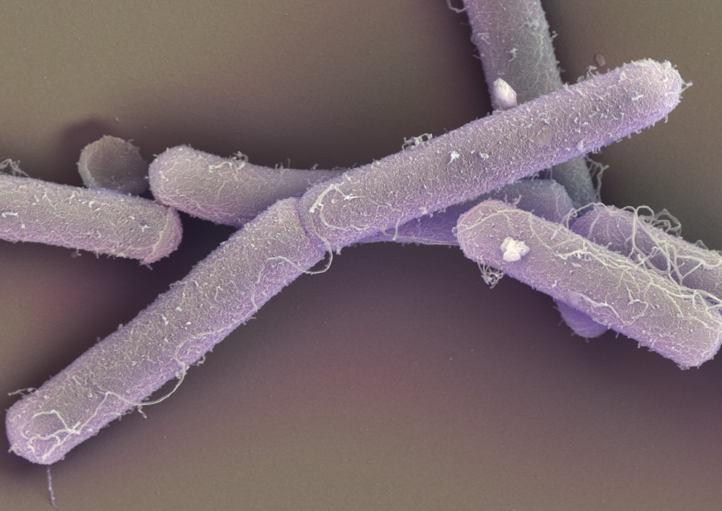 Laboratory of Molecular Biology of Bacterial Pathogens ...